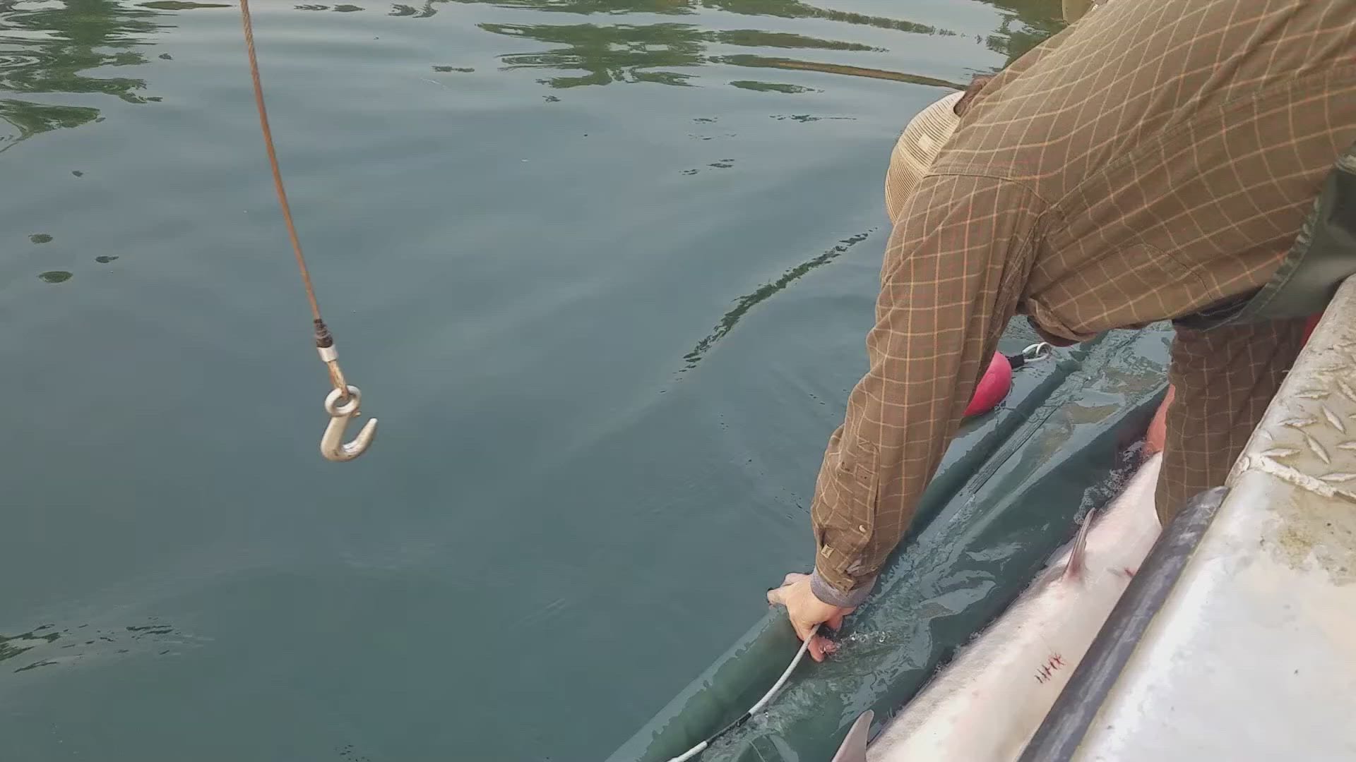 Kootenai River Fly Fishing Report | Montana Flows